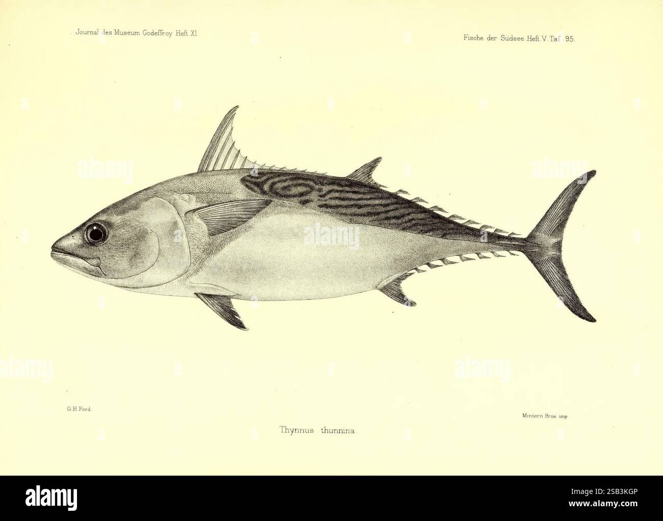 Andrew Garrett's Fische der Südsee, Hamburg, L. Friederichsen & Co ...