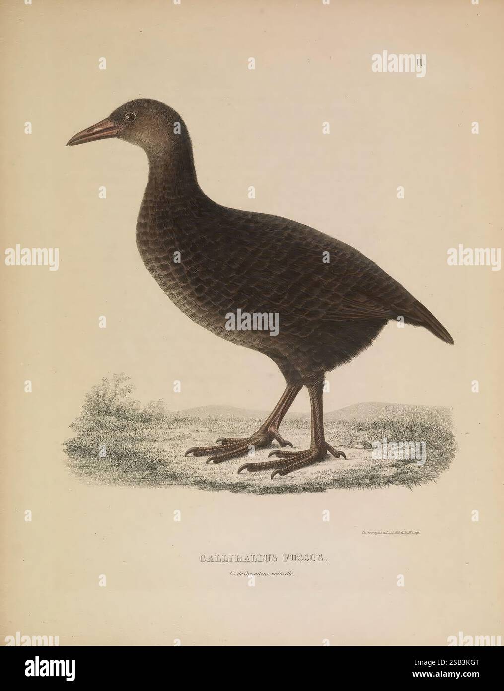 Esquisses ornithologiques, Bruxelles, A. Vandale, 1845-48, 1845 ...