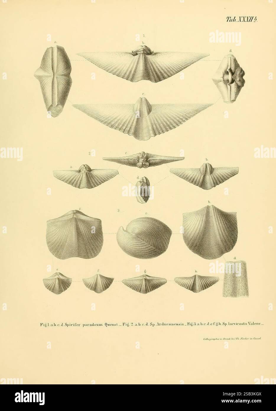 Palaeontographica, Cassel, Theodor Fischer, 1846-1933, 560643, geology ...