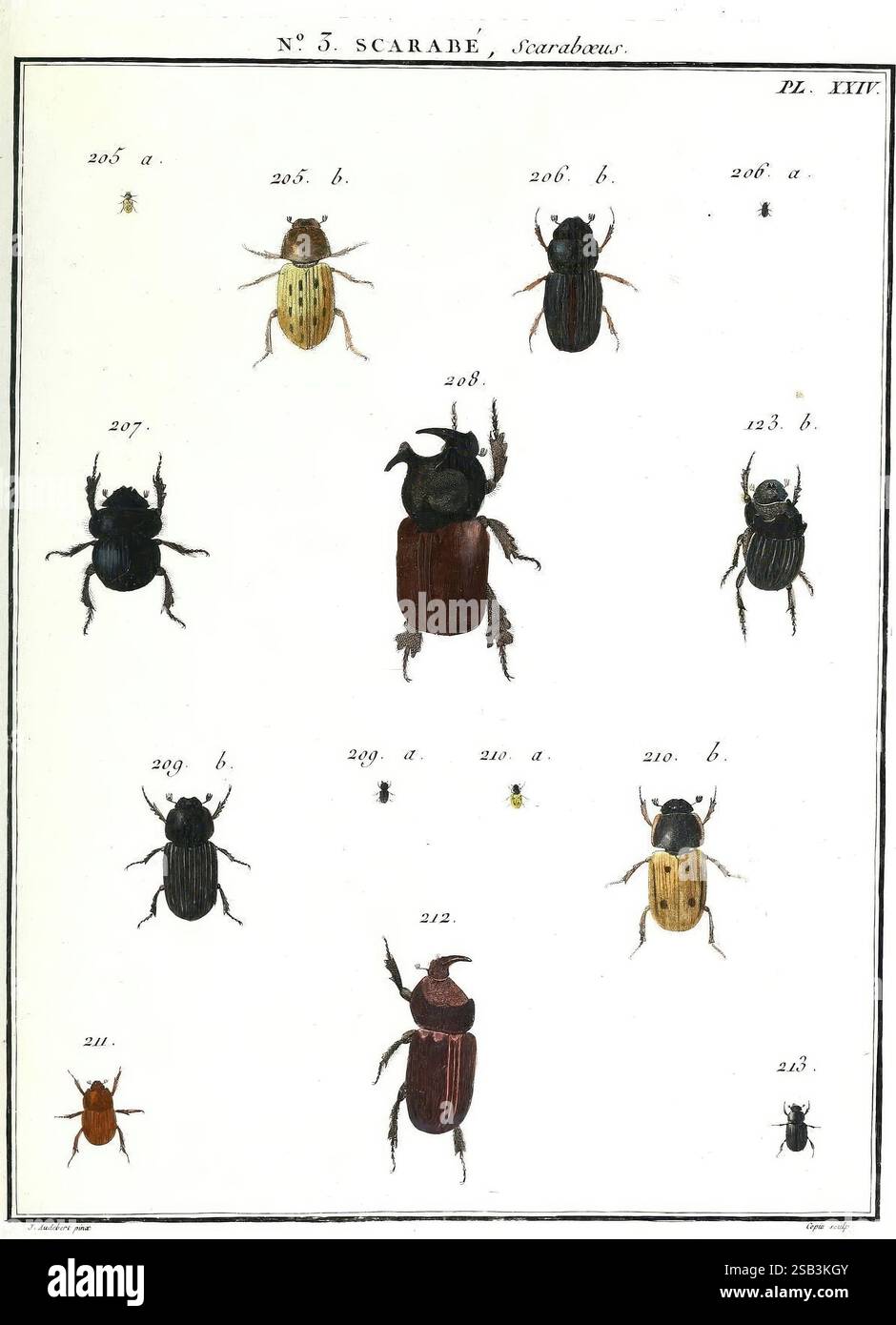 Entomologie ou Histoire naturelle des insectes, Paris, Imp. Baudouin ...