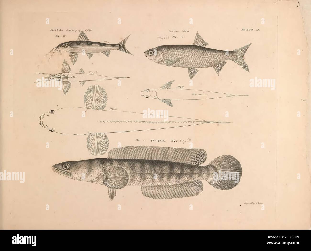 An account of the fishes found in the river Ganges and its branches ...