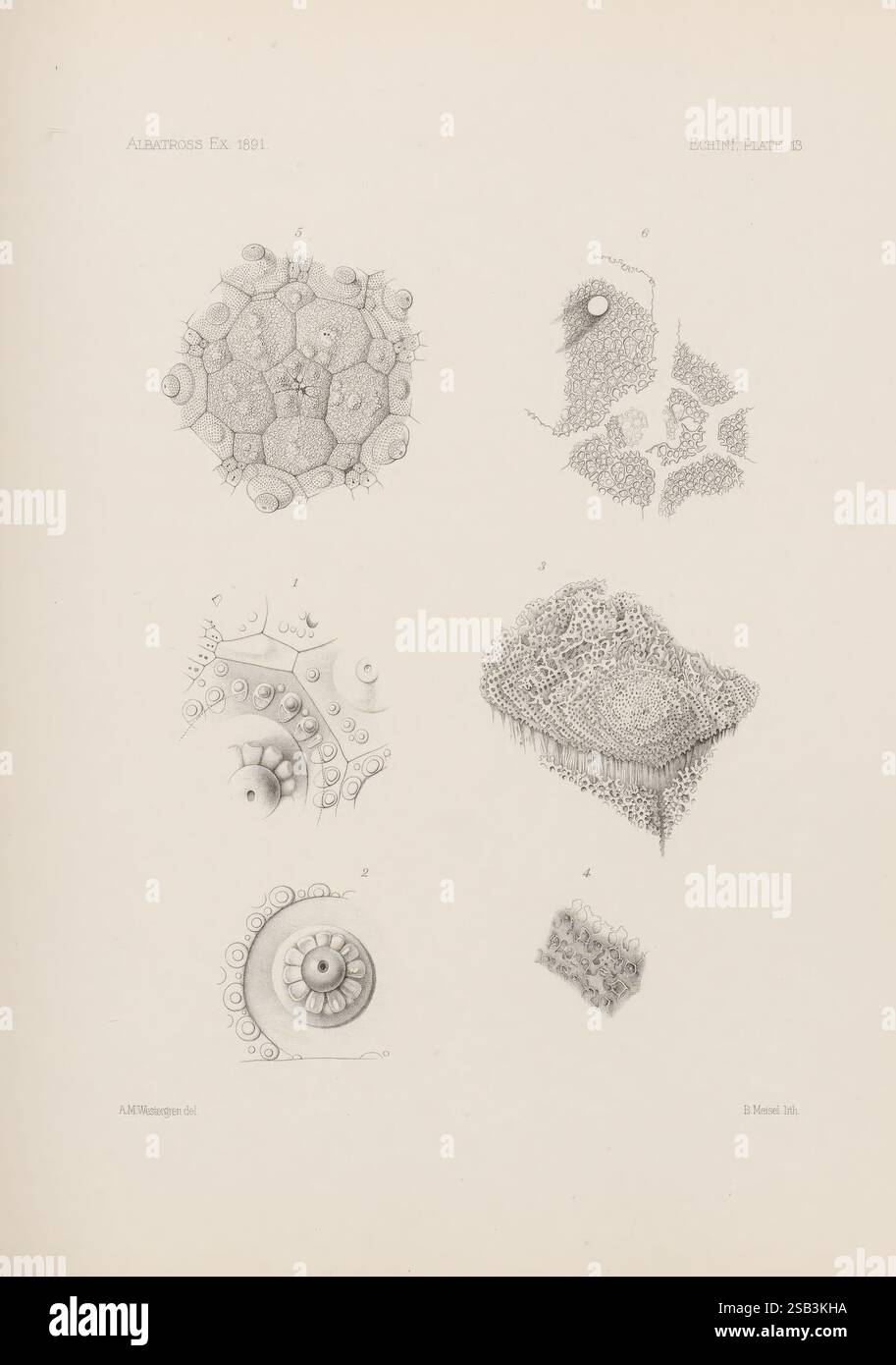 Memoirs of the Museum of Comparative Zoology, at Harvard College ...