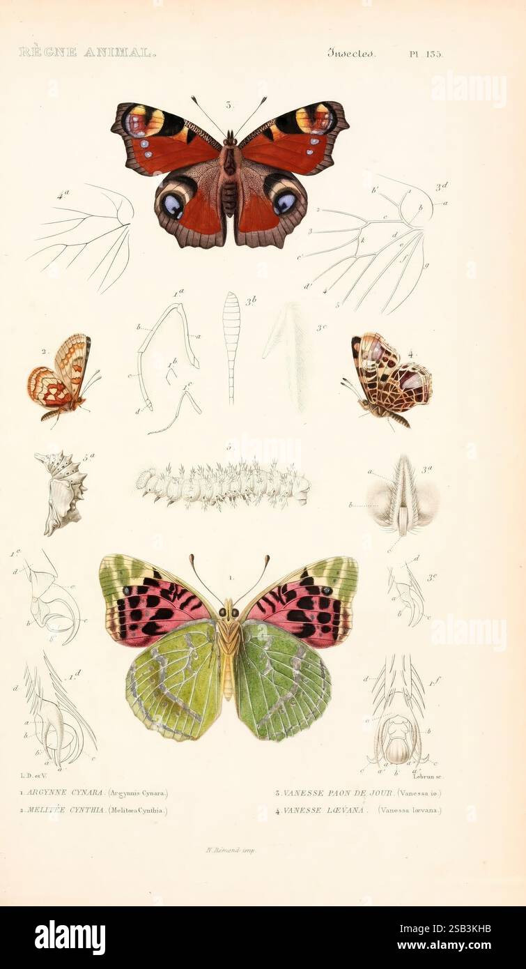 Top section depicts two prominent butterflies hi-res stock photography ...