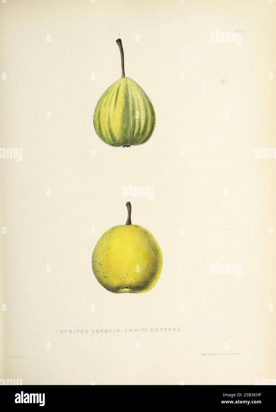 Two beautifully illustrated pears positioned hi-res stock photography ...