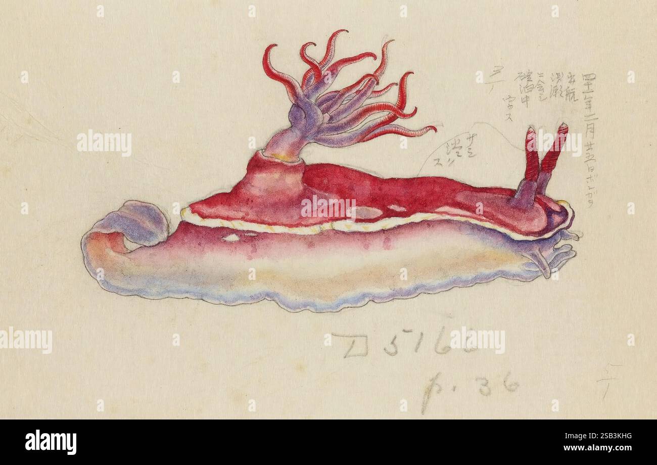 Notes, and, description, of, specimens, collected, on, the, Philippine ...