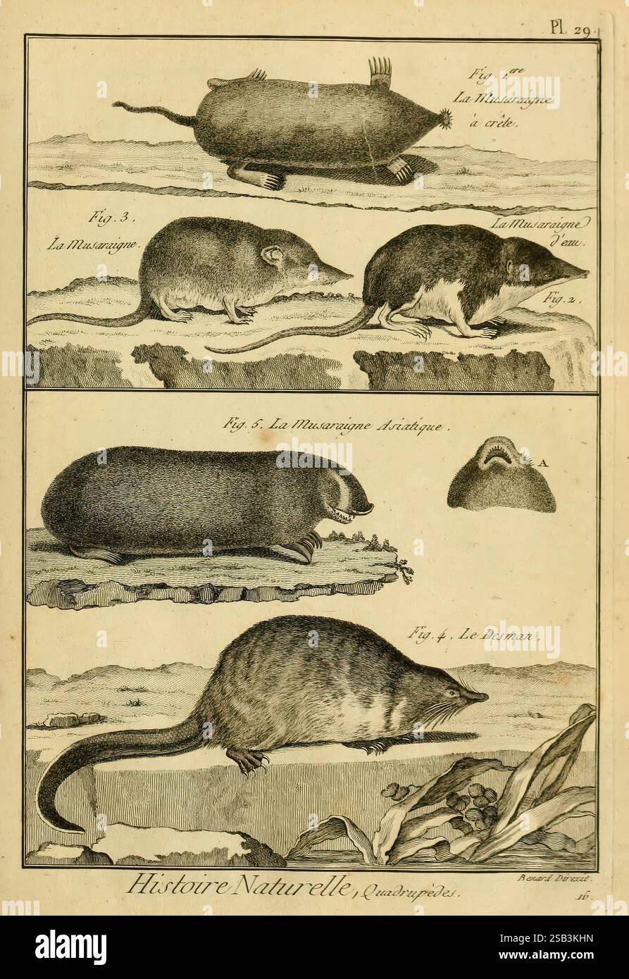 Mammalogie, ou, Description des espèces de mammifères, A Paris, Chez ...