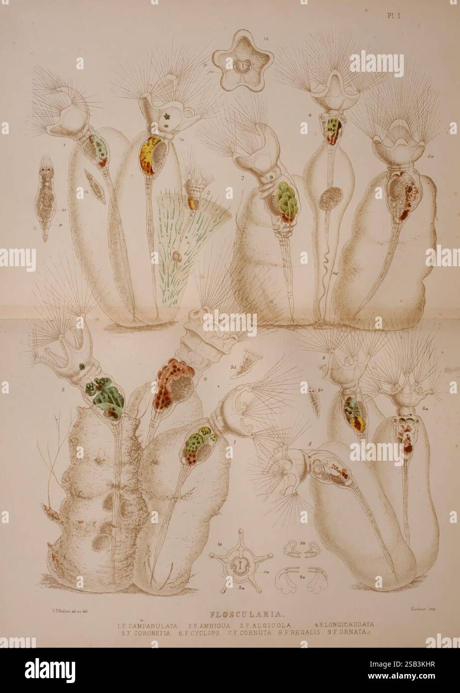 Background features subtle textures hi-res stock photography and images ...