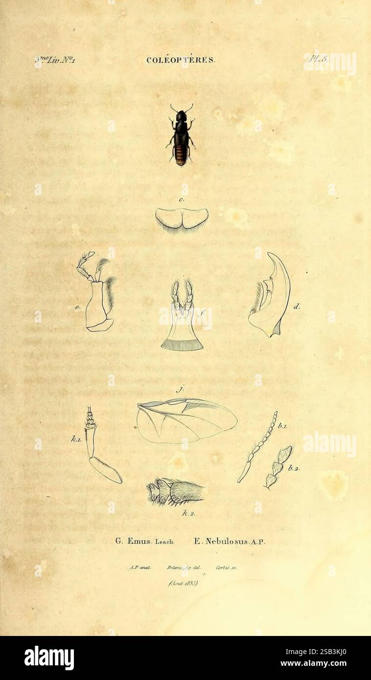 Detailed study coleoptera family hi-res stock photography and images ...