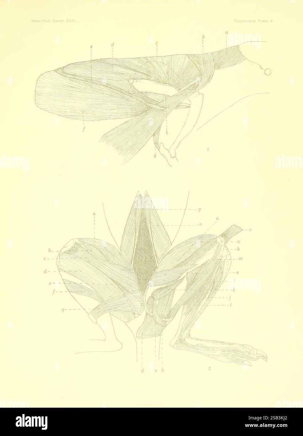 Solenodon paradoxus Cambridge, U.S.A. Printed for the Museum 1910 ...