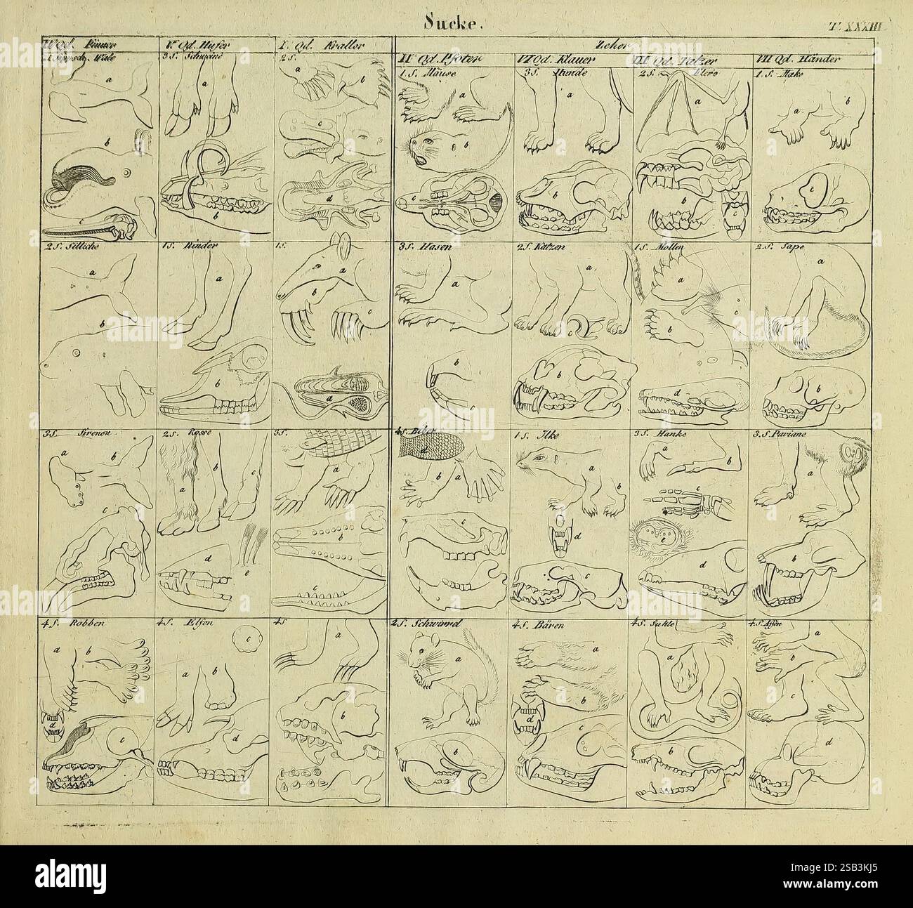 Intricacies of human skeletal anatomy hi-res stock photography and ...