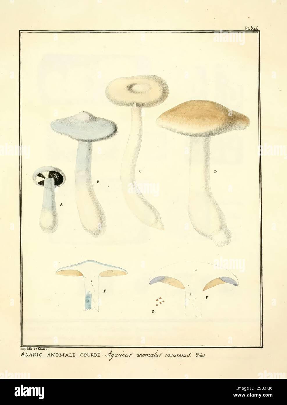 Unique cap structures hi-res stock photography and images - Alamy