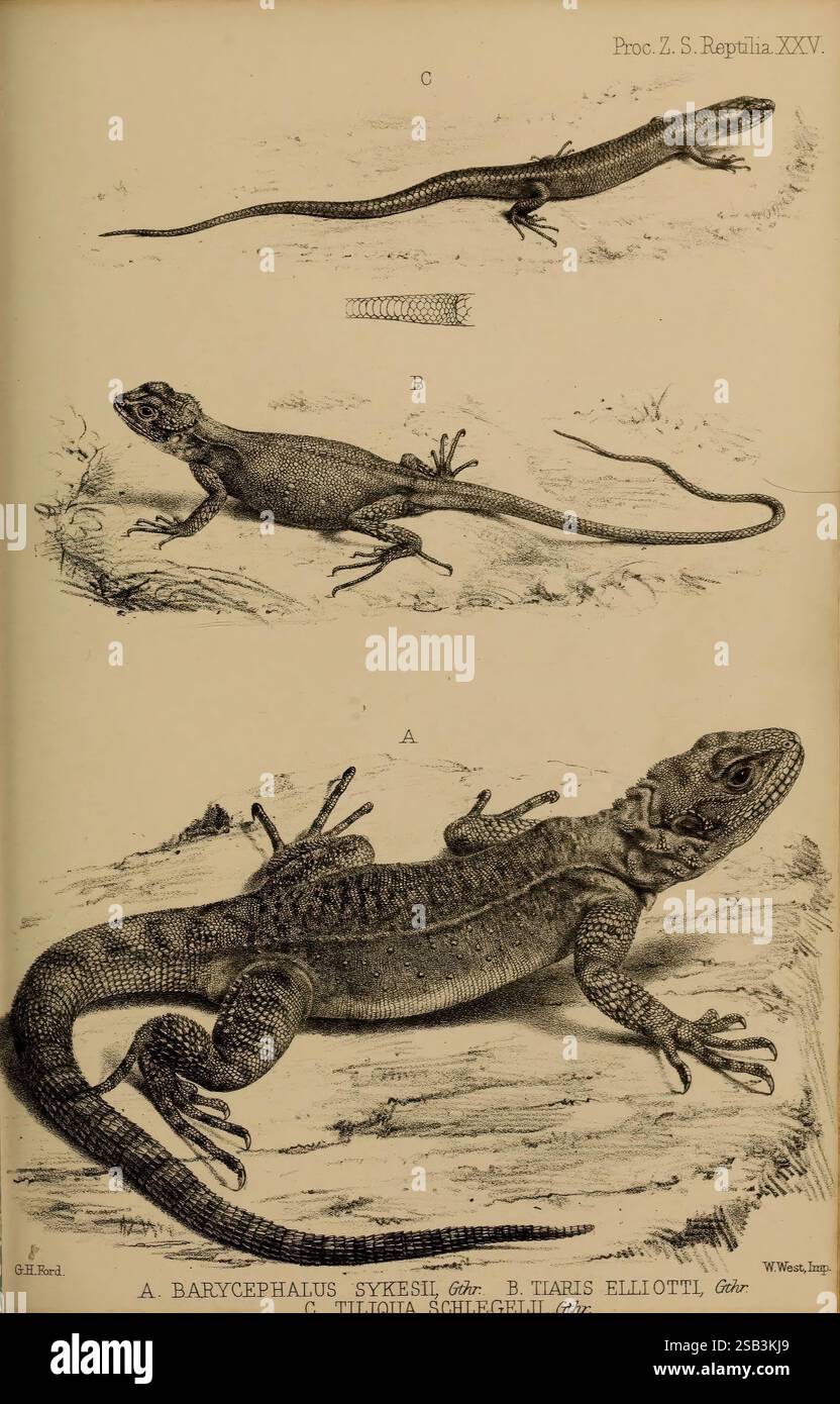 Proceedings of the Zoological Society of London, London, Academic Press ...