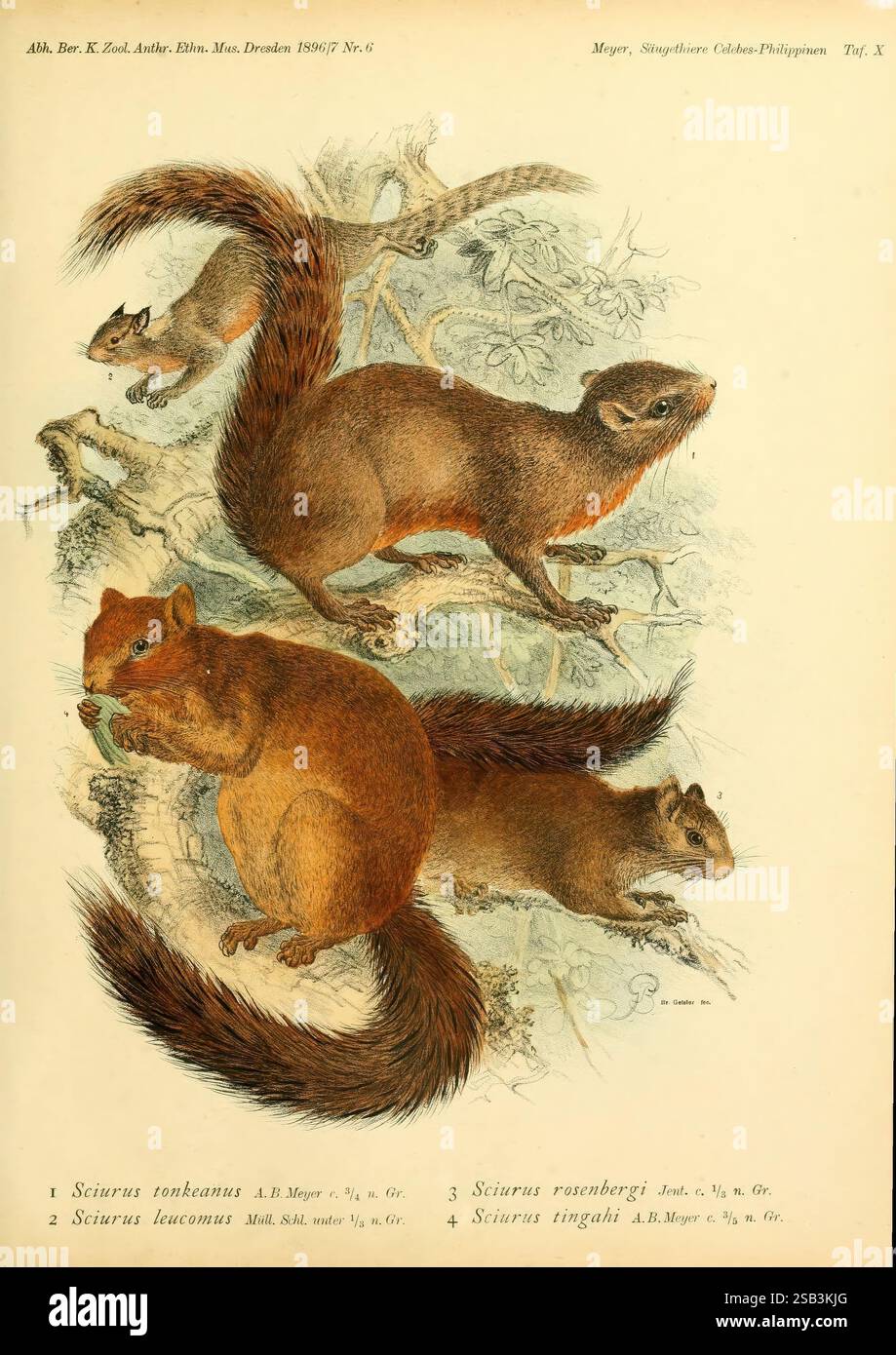Sciurus tonkianus hi-res stock photography and images - Alamy