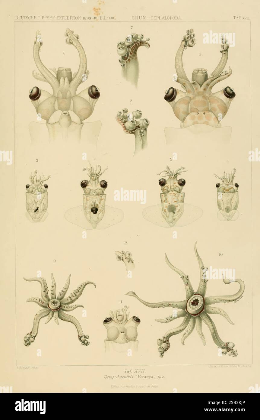 Studying cephalopod anatomy hi-res stock photography and images - Alamy