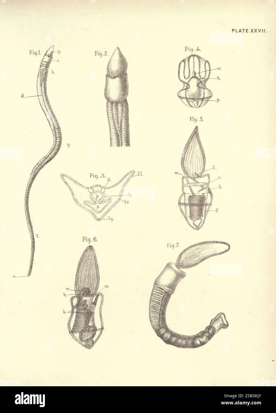 Illustrations of zoology: invertebrates & vertebrates Edinburgh Y.J ...