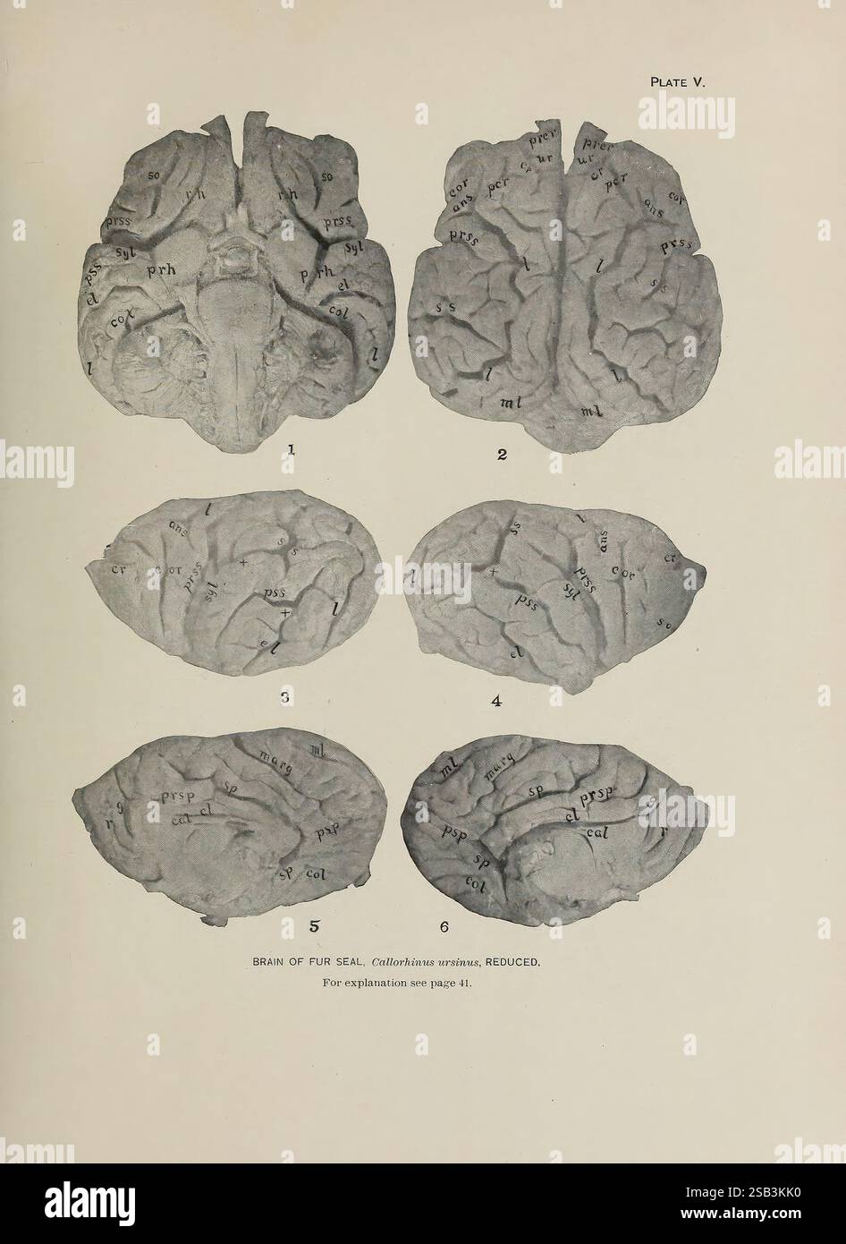 Various cerebral regions hi-res stock photography and images - Alamy