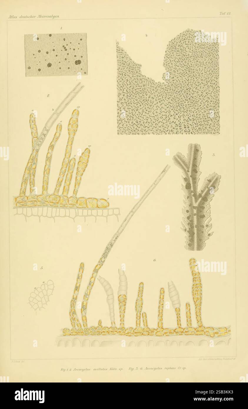 Different fungal forms hi-res stock photography and images - Alamy