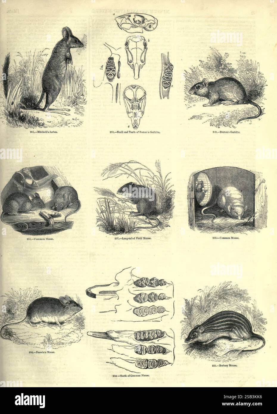 Another mouse species hi-res stock photography and images - Alamy