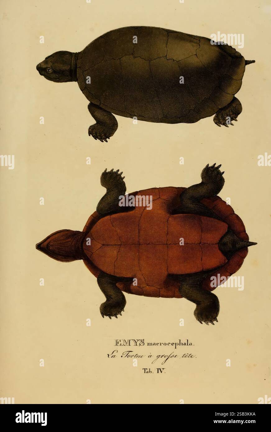 Animalia nova sive species novae testudinum et ranarum, Monachii, F.S ...