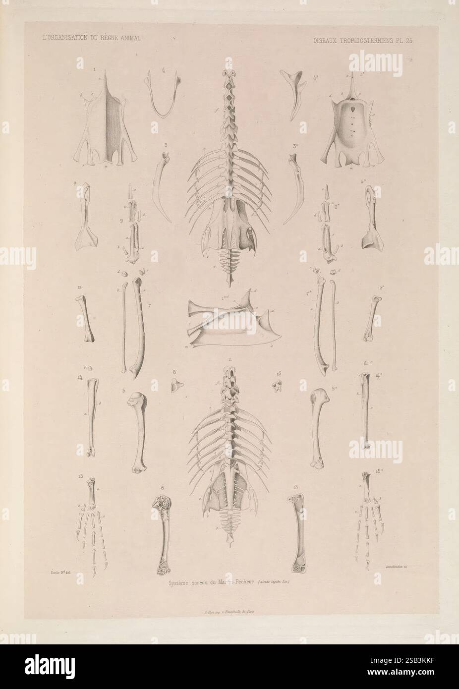 L'Organisation du Règne animal Paris, Chez l'Auteur [n.d.] birds ...