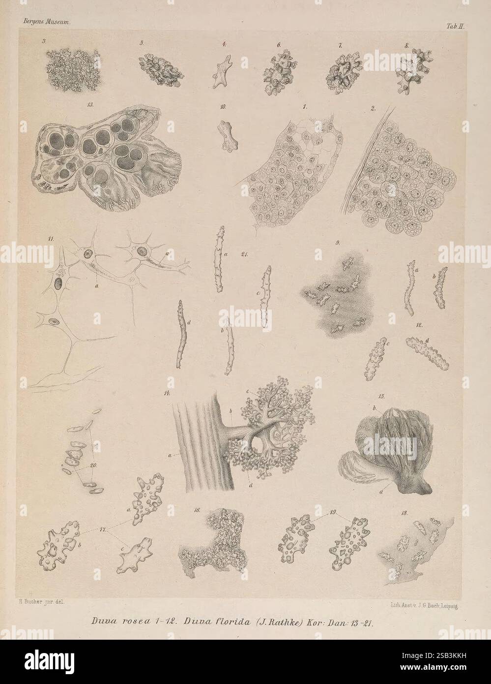Nye Alcyonider, Gorgonider og Pennatulider tilhørende Norges fauna ...
