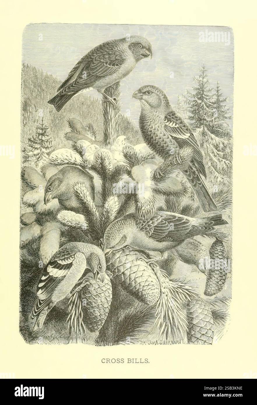 Animate creation, New York, Selmar Hess, c1898, zoology, pictorial ...
