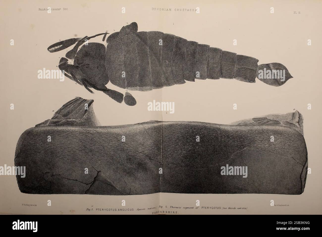 A monograph of the British fossil Crustacea, London, Printed for the ...