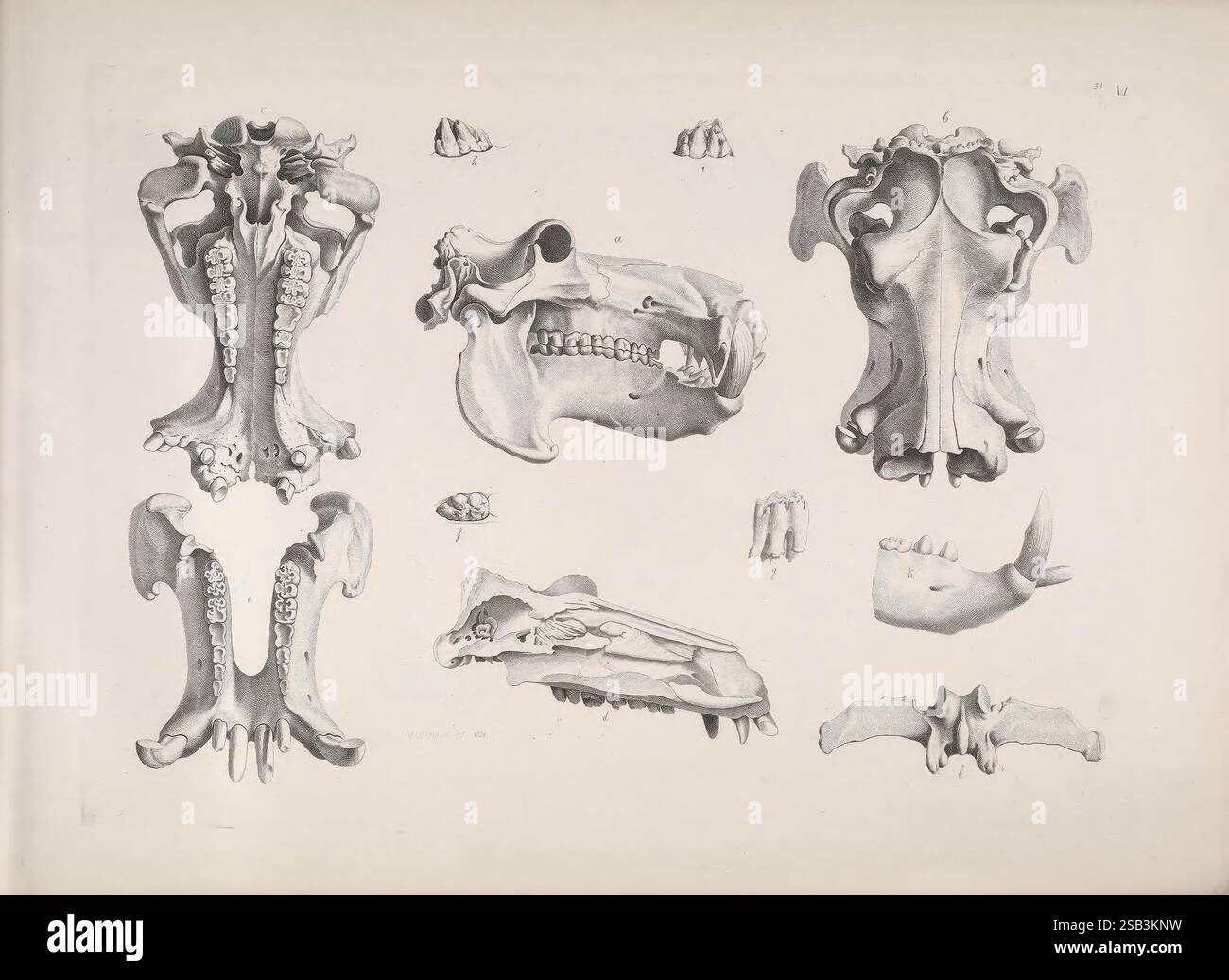 [Die vergleichende Osteologie, Bonn, In Commission bei Eduard Weber ...