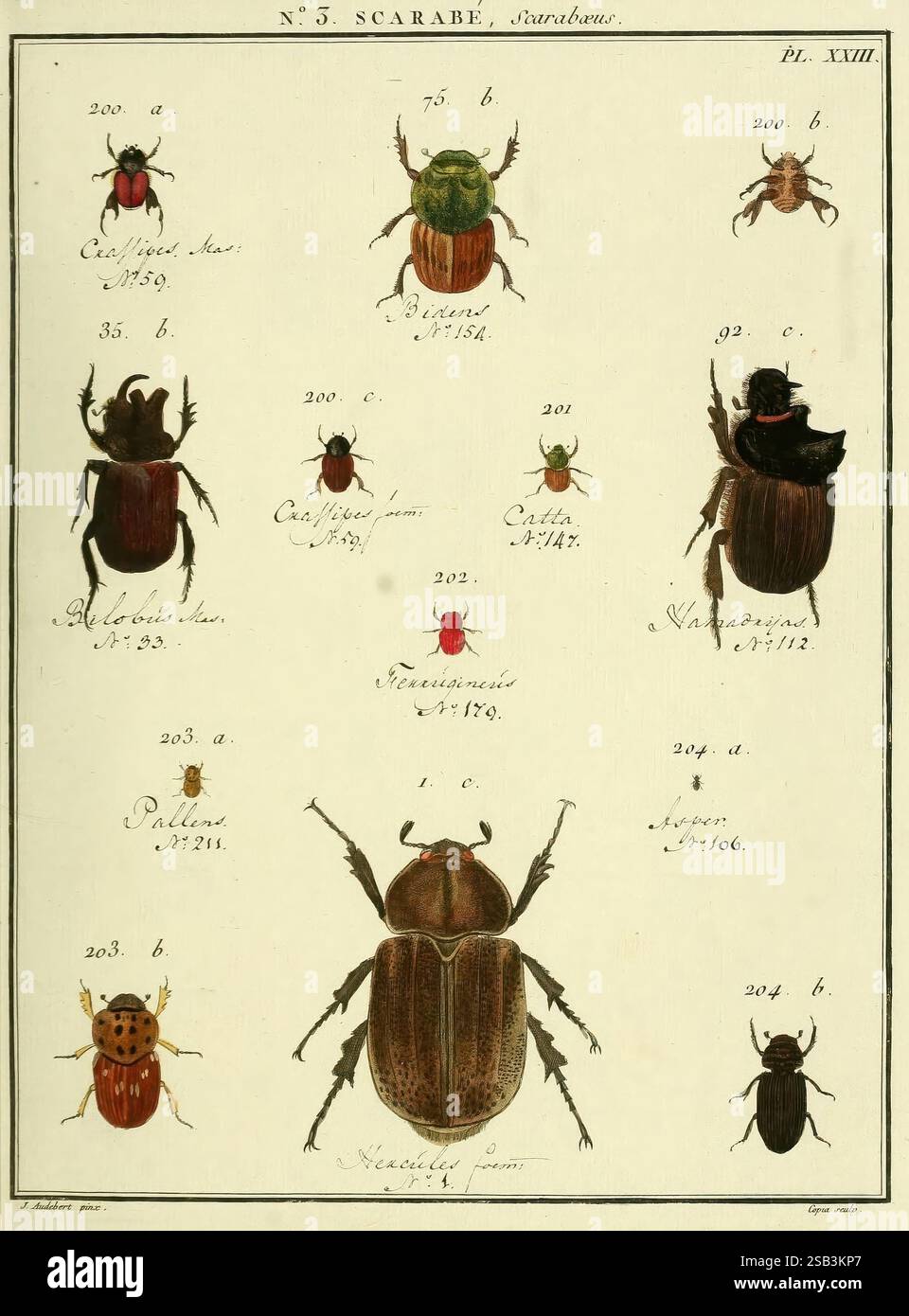Entomologie, ou, Histoire naturelle des insectes, A Paris, De l ...
