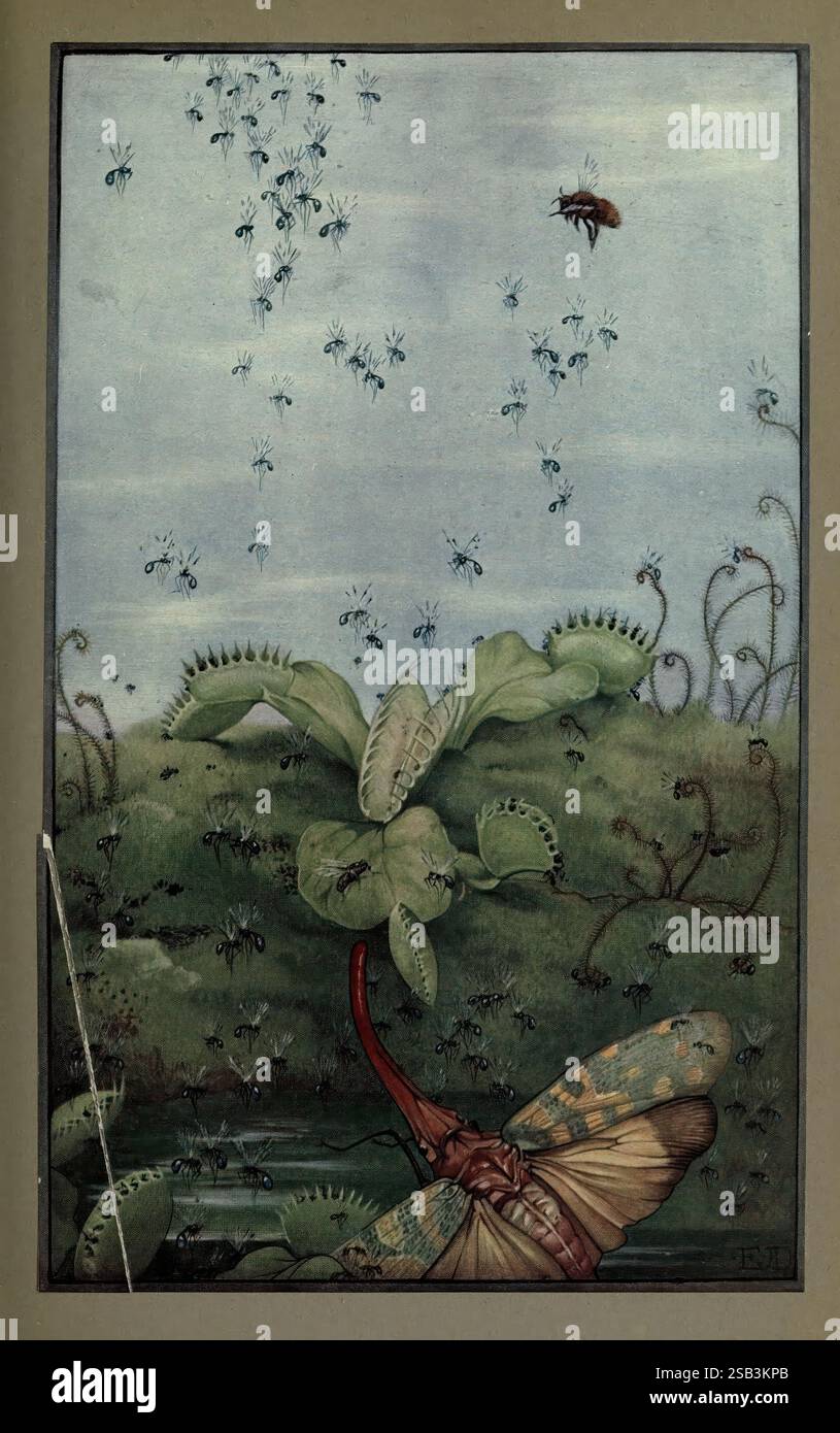 Edward julius detmold hi-res stock photography and images - Alamy