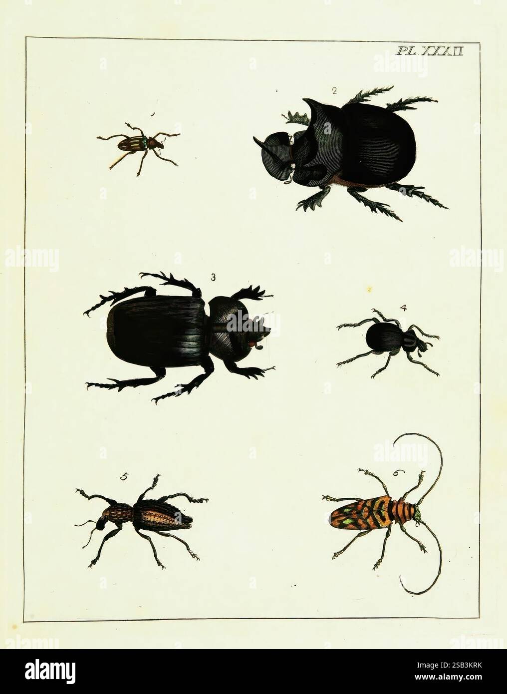 Lower section presents two additional beetles hi-res stock photography ...