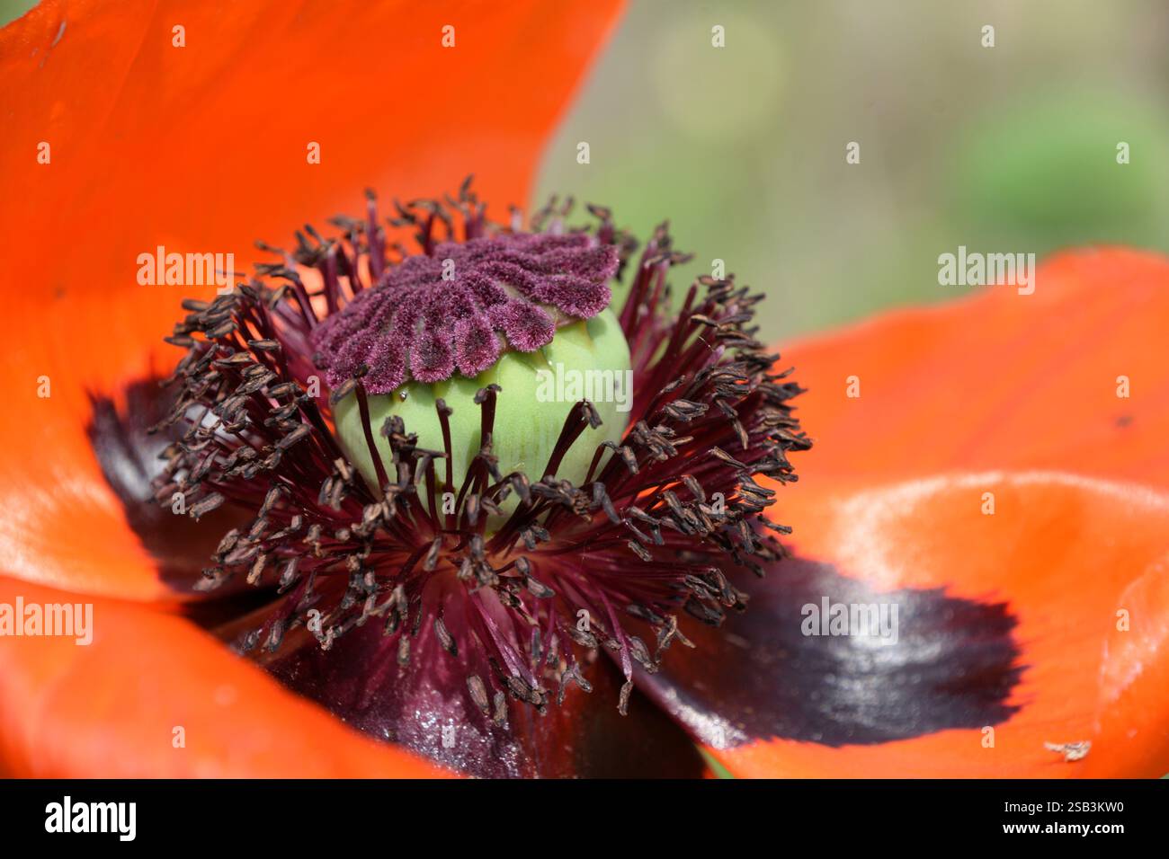 A closeup macro of the purple and green reproductive anatomy of a ...