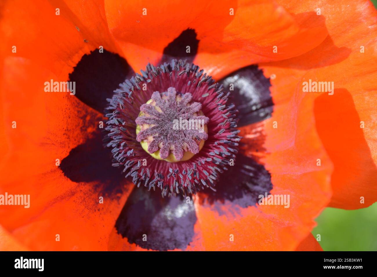 A closeup macro of the purple and green reproductive anatomy of a ...