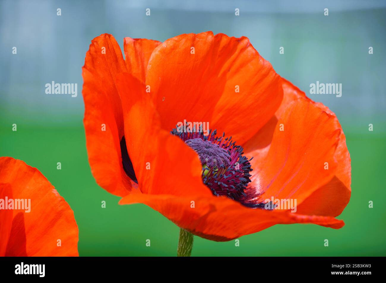 A closeup of a single poppy with brilliant red petals and vibrant ...