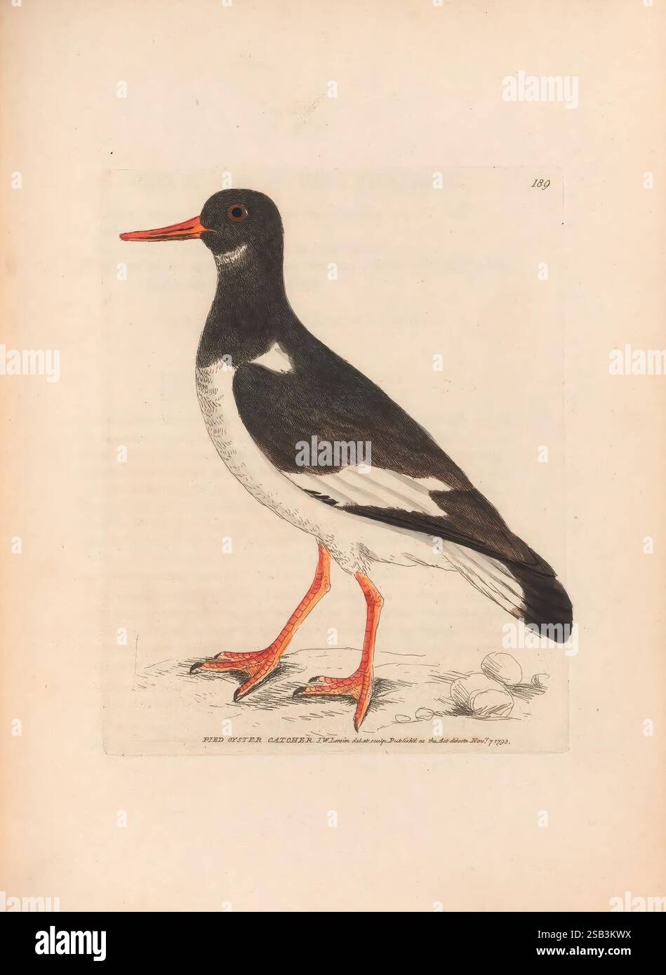 The birds of Great Britain, 1795-1801, Museum of Comparative Zoology, A ...