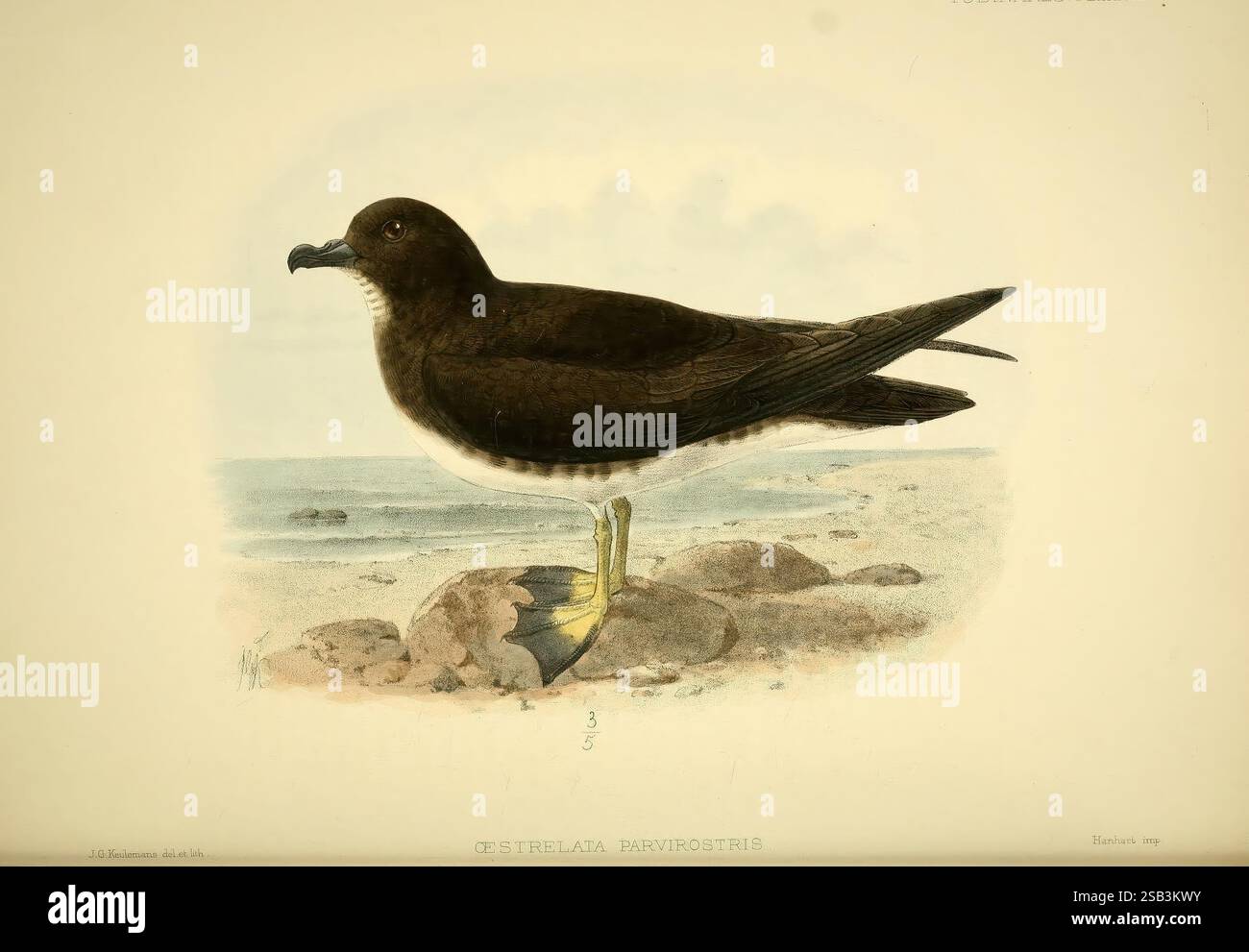 Well defined posture hi-res stock photography and images - Alamy