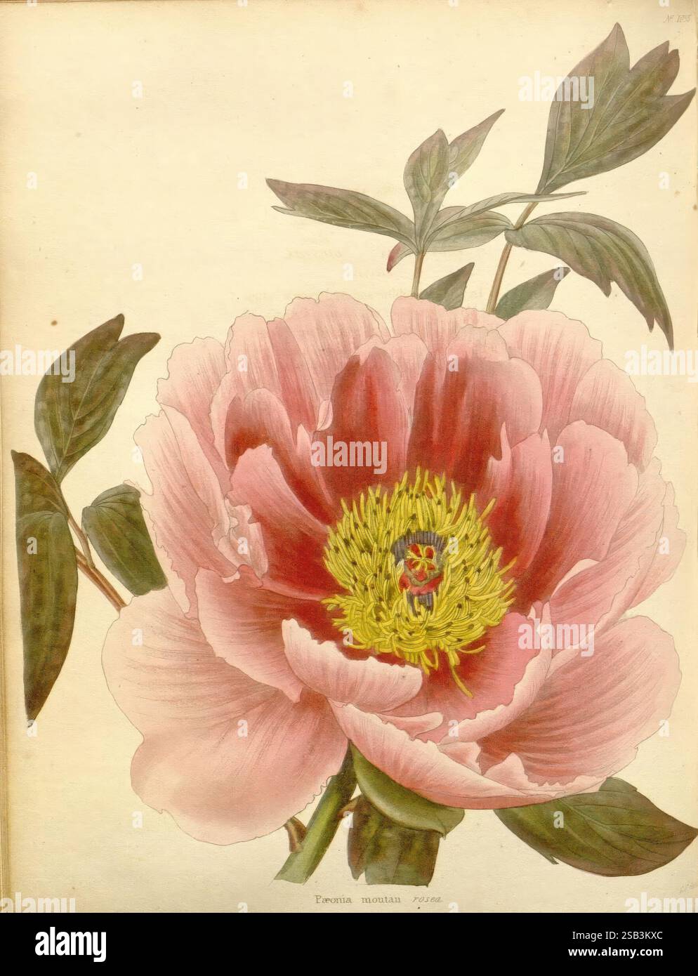 Lavish peony blossom displays hi-res stock photography and images - Alamy