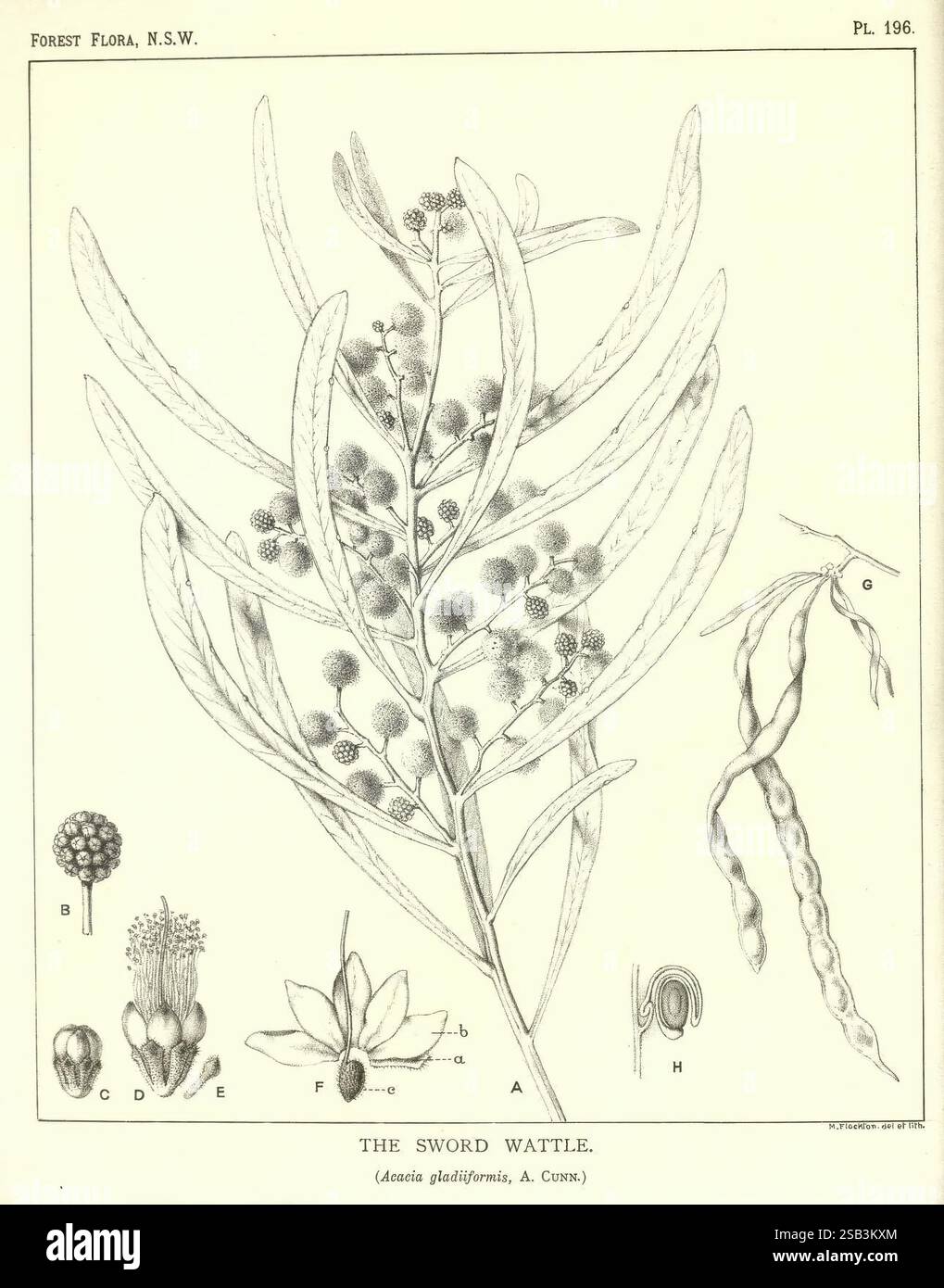 The forest flora of New South Wales, Sydney, W. A. Gullick, 1902-1925 ...