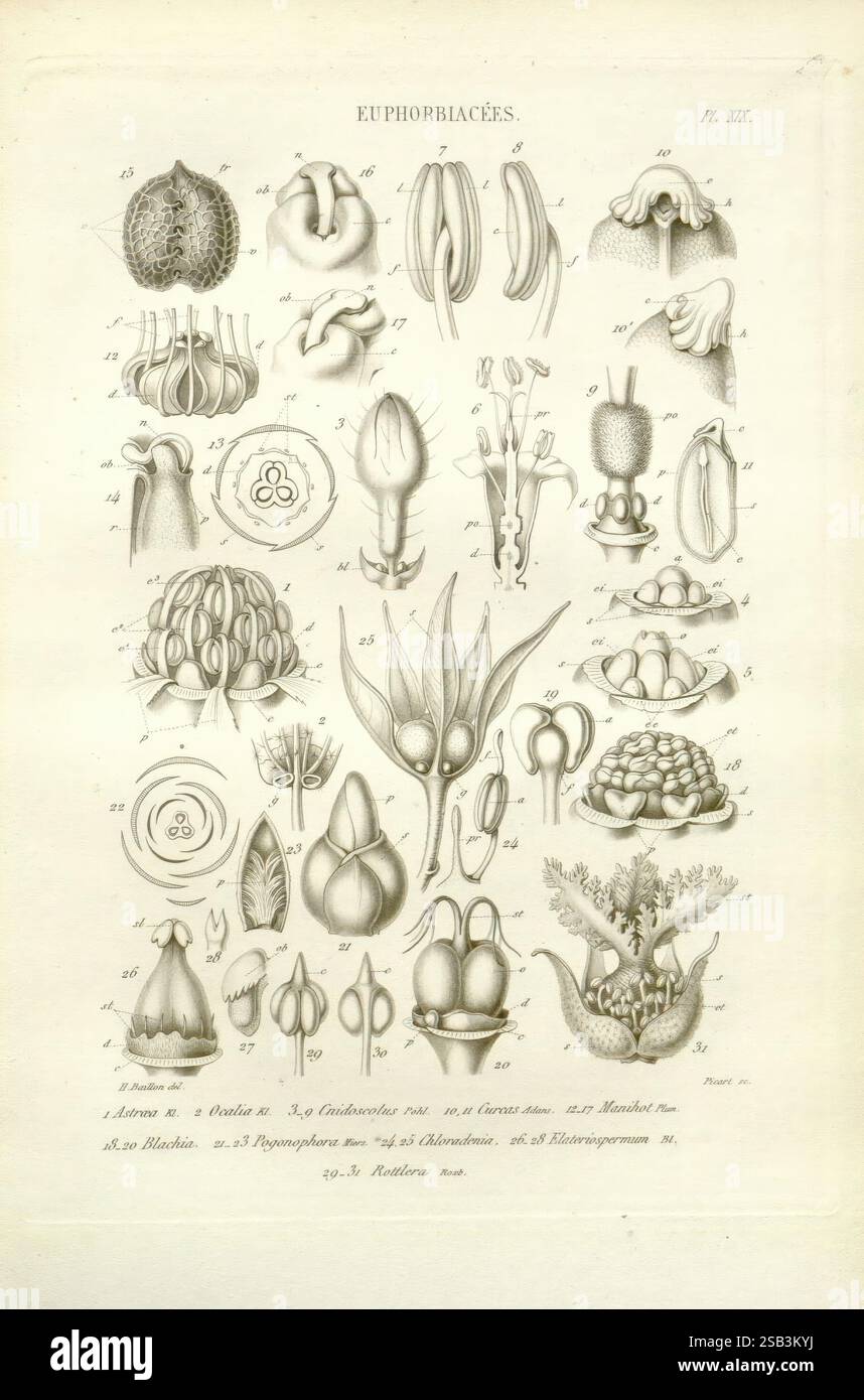 Diverse seed pod shapes hi-res stock photography and images - Alamy