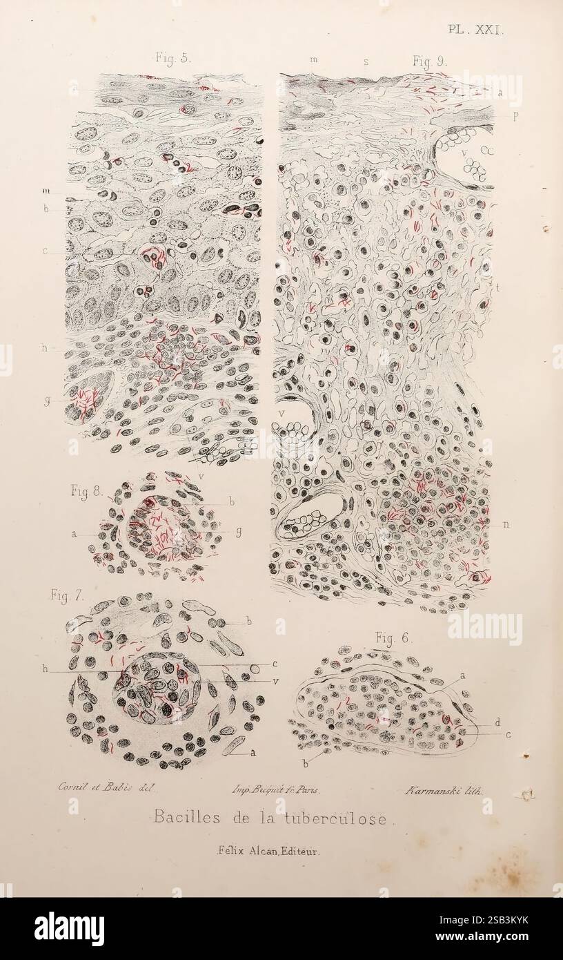 Section Highlights Distinct Morphological Characteristics Hi Res Stock