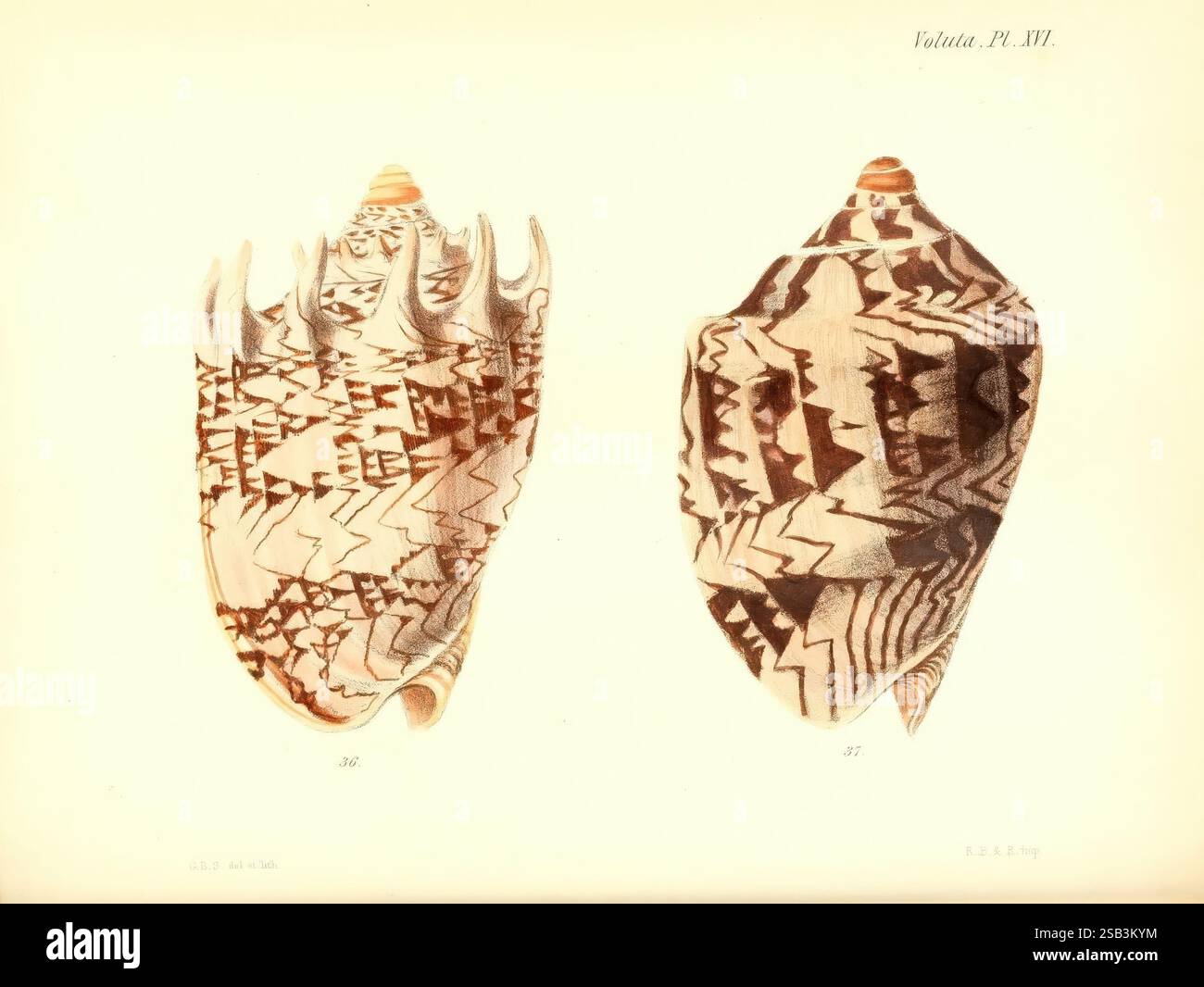 Conchologia Iconica, or Illustrations of the Shells of Molluscous ...