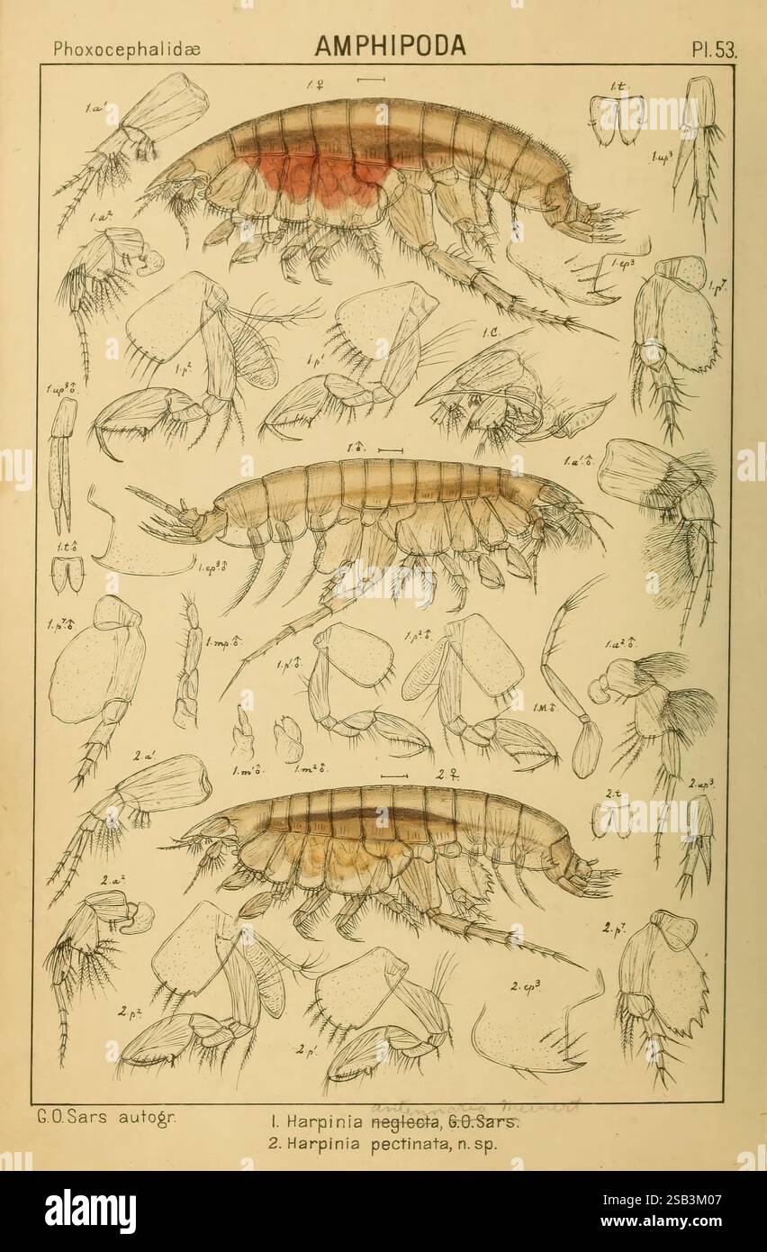 An account of the Crustacea of Norway Christiania, A. Cammermeyer, 1895 ...