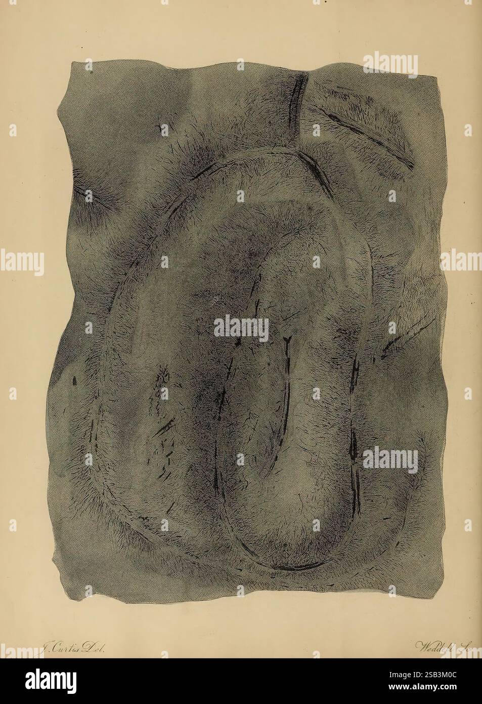A pictorial atlas of fossil remains, 1850, paleontology, pictorial ...