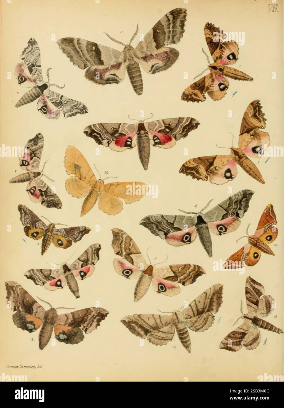 Composition features various moths hi-res stock photography and images ...