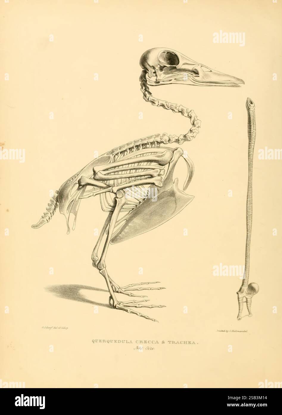 A monograph on the Anatidae, or duck tribe, London, Longman, Orme ...