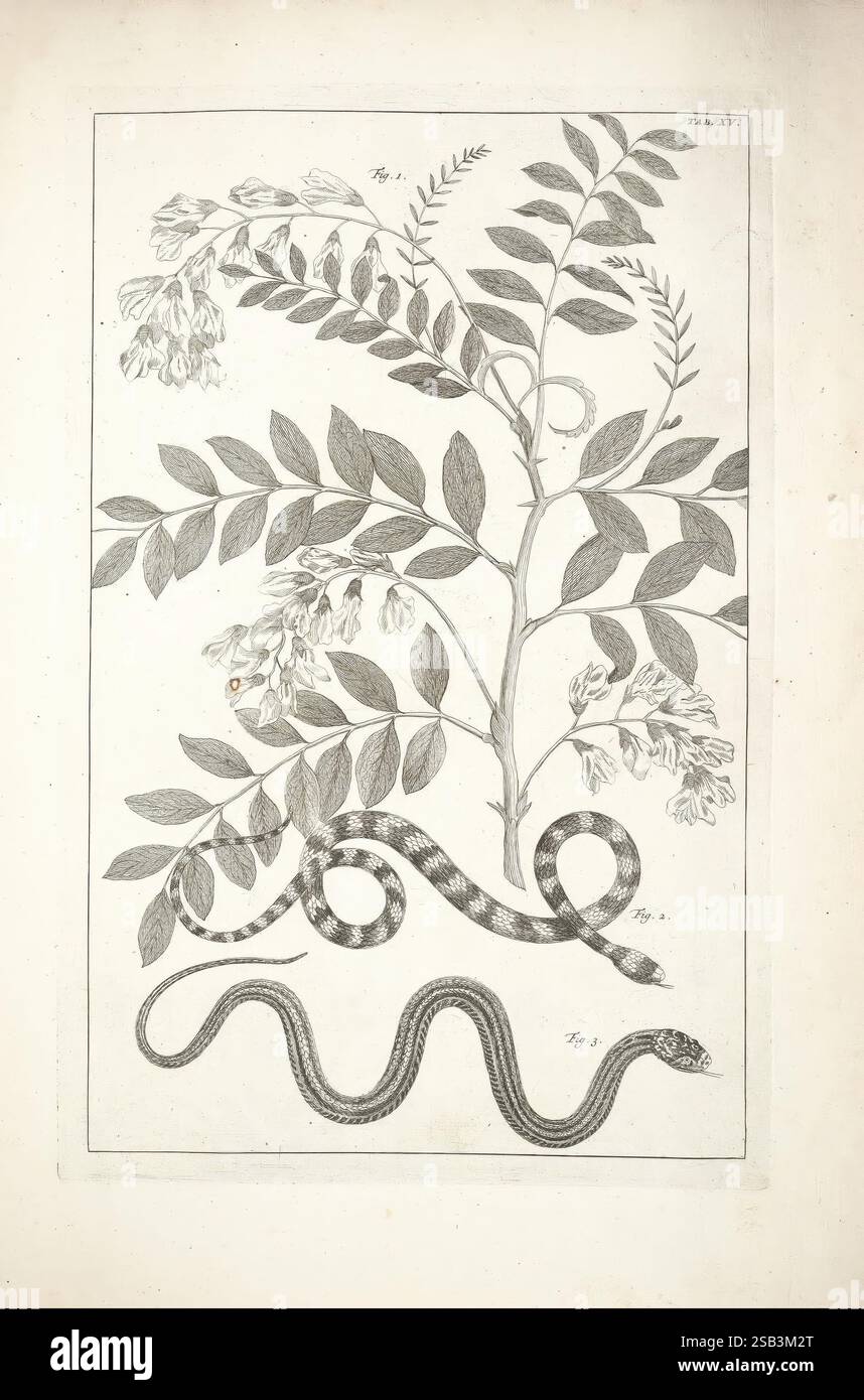 Two distinct snakes hi-res stock photography and images - Alamy