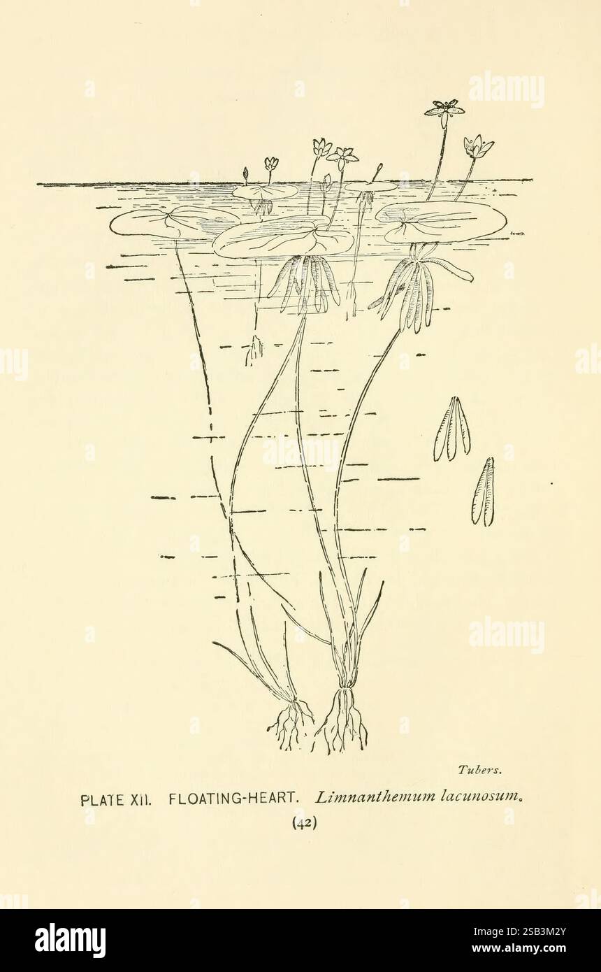 A guide to the wild flowers, New York, Stokes 1899, northeastern states ...