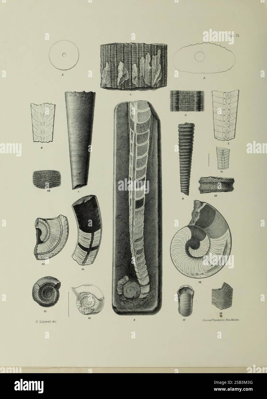 Disc shaped specimens hi-res stock photography and images - Alamy