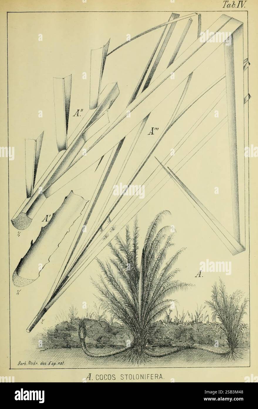 Contributions du Jardin botanique de Rio de Janeiro, Rio de Janeiro, L ...