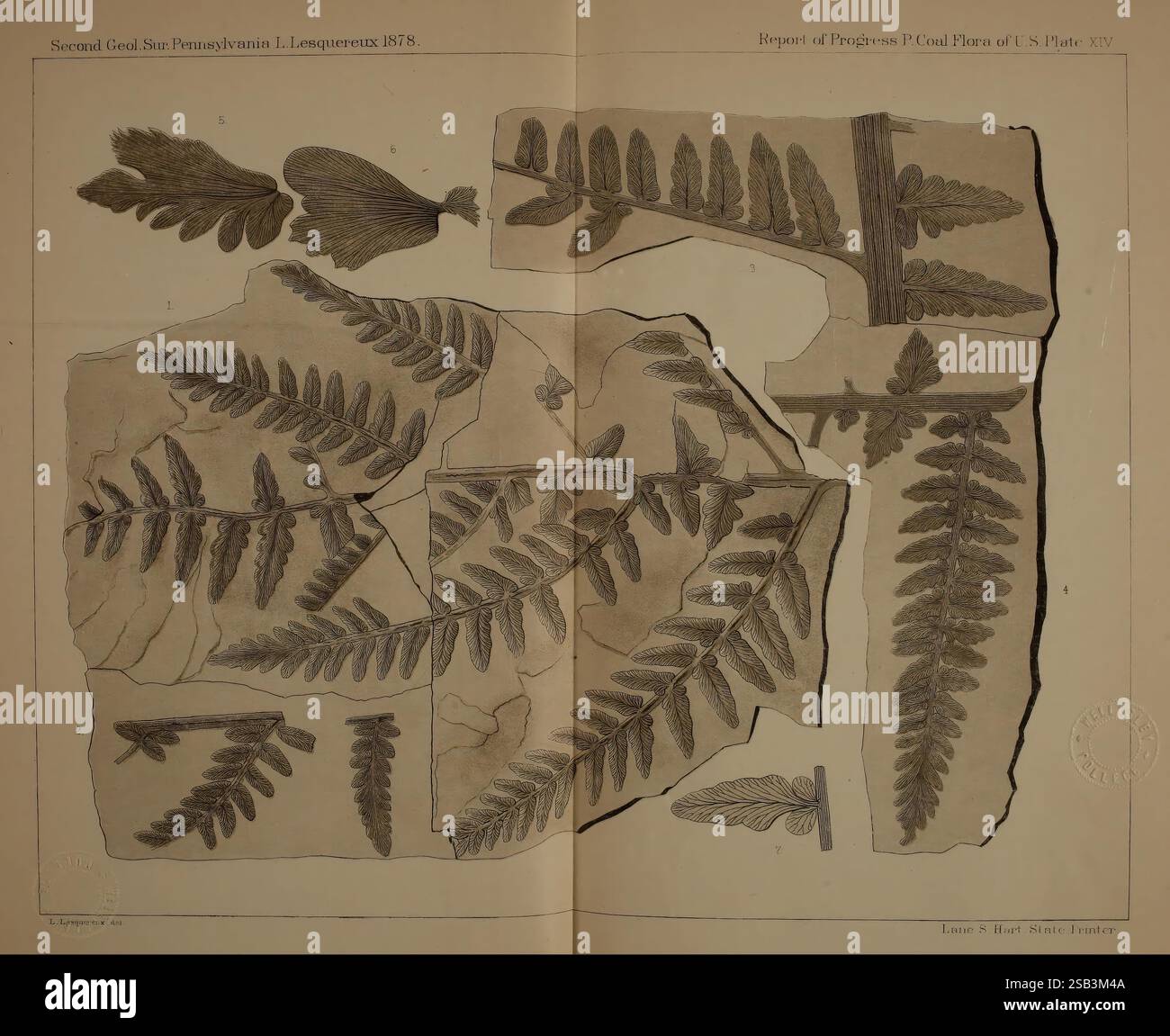 Description, of, the, coal, flora, of, the, Carboniferous, formation ...